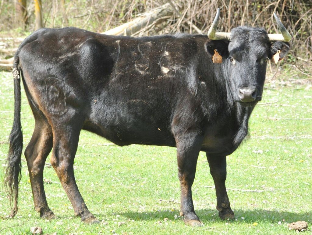 GANADERÍA DE “LOS DERRAMADEROS”: LOS “NUÑEZ SEGOVIANOS” – El Muletazo