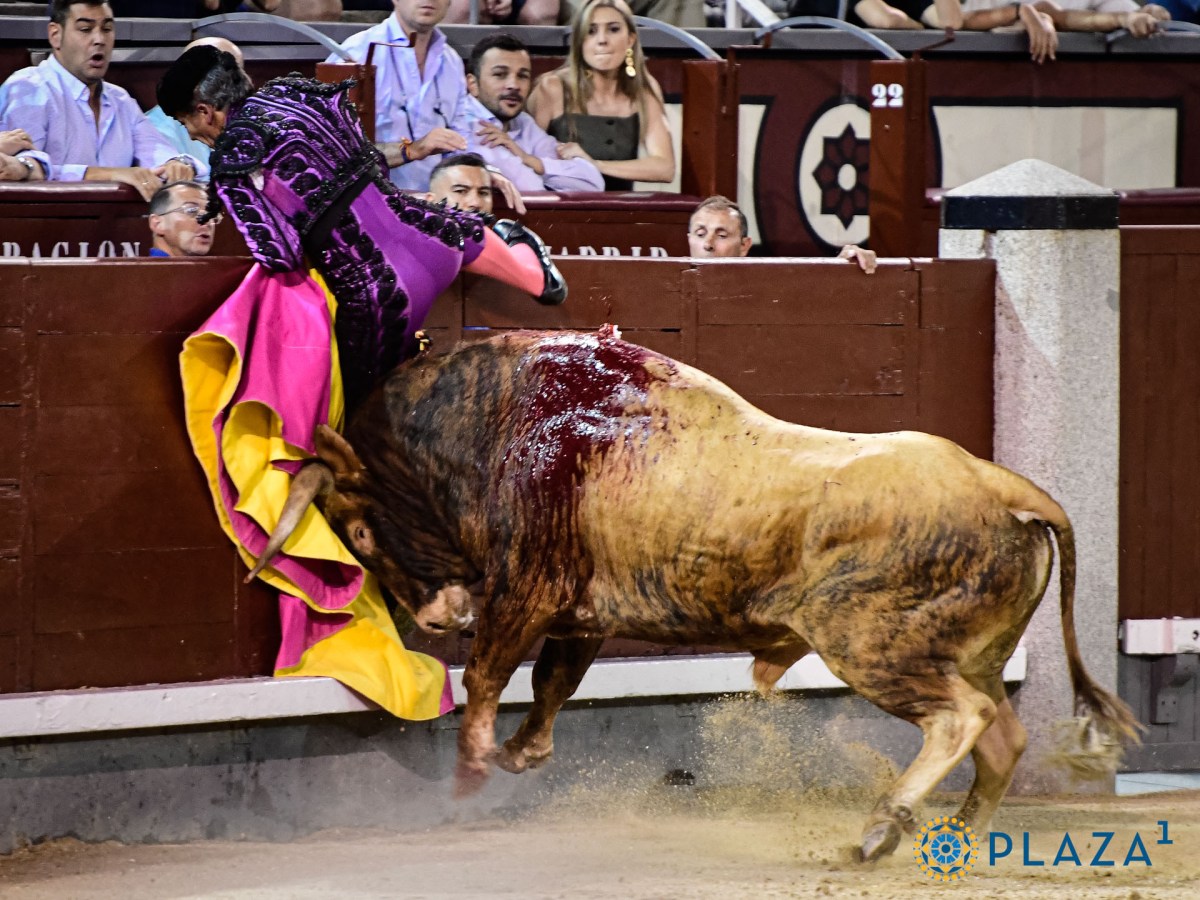 PASCUAL MELLINAS HERIDO EN LA PLAZA DE TOROS DE LAS VENTAS – El Muletazo
